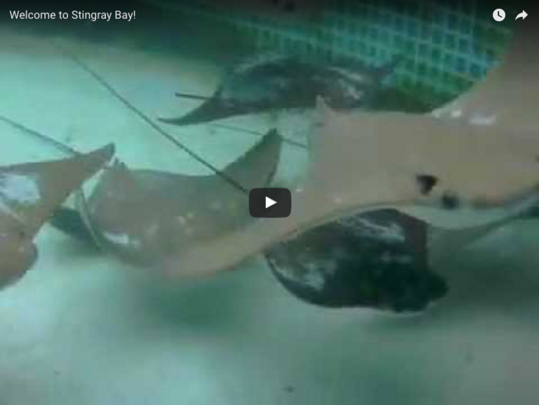 New at the Key West Aquarium: Stingray Bay - Tours Key West