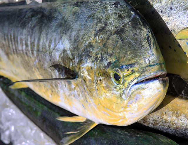 5 Best Fish to Eat in Key West - Tours Key West